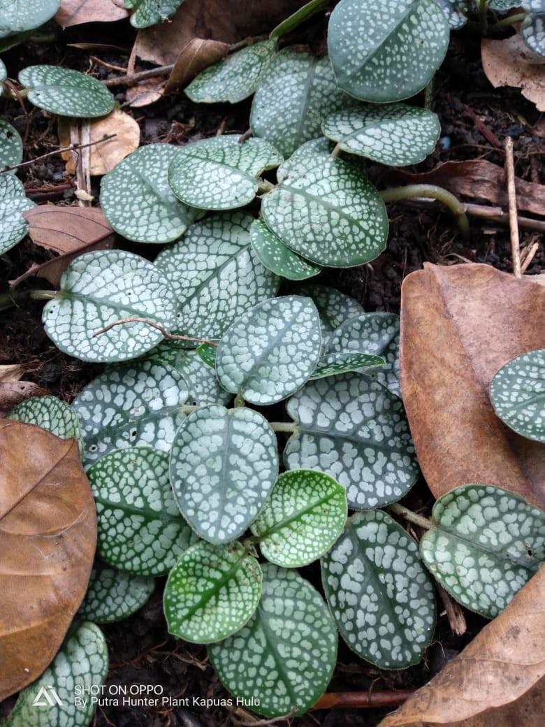 Argostemma sp of Borneo PER PLANT PT, Furniture & Home Living ...