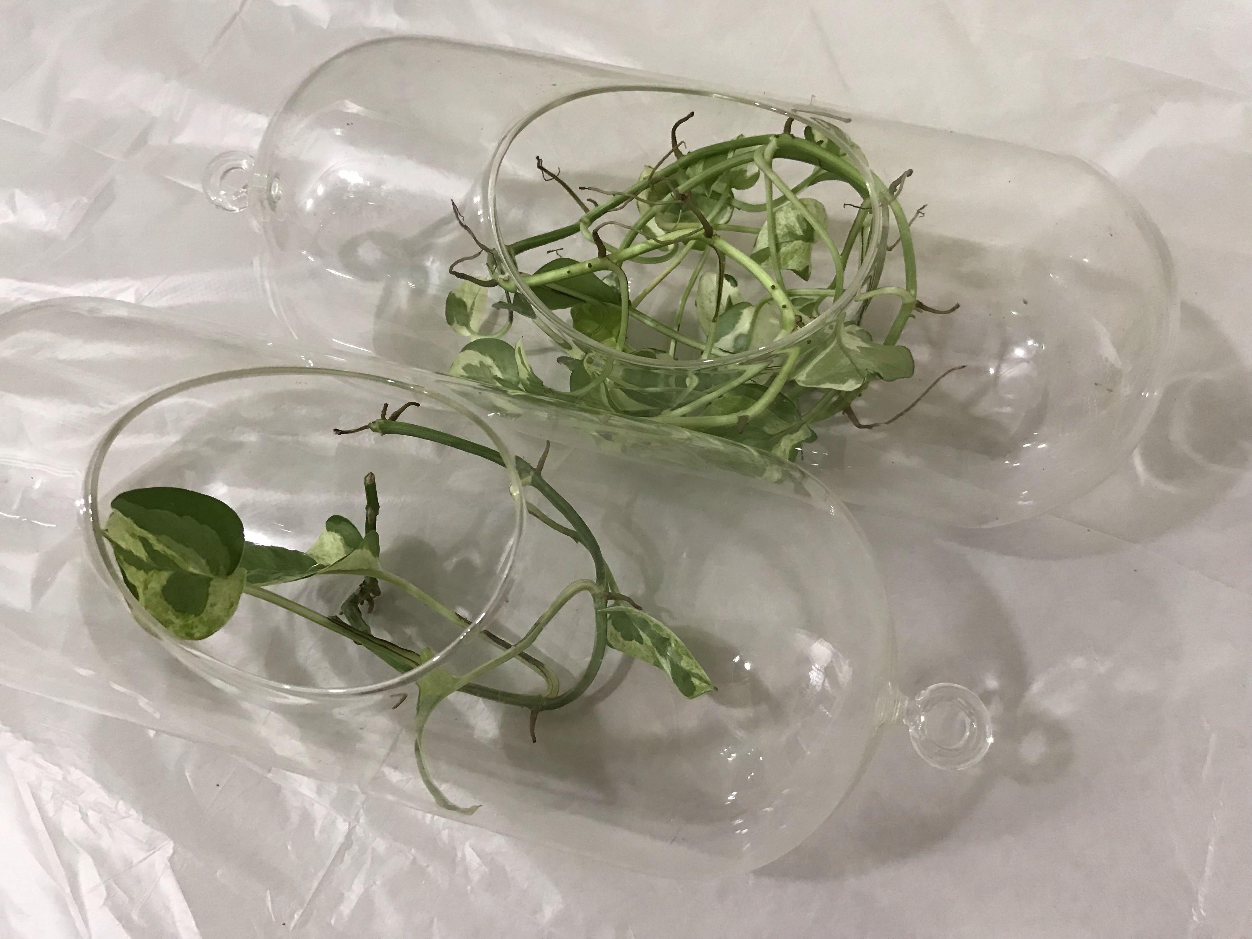 Glass capsules, Gardening, Pots & Planters on Carousell