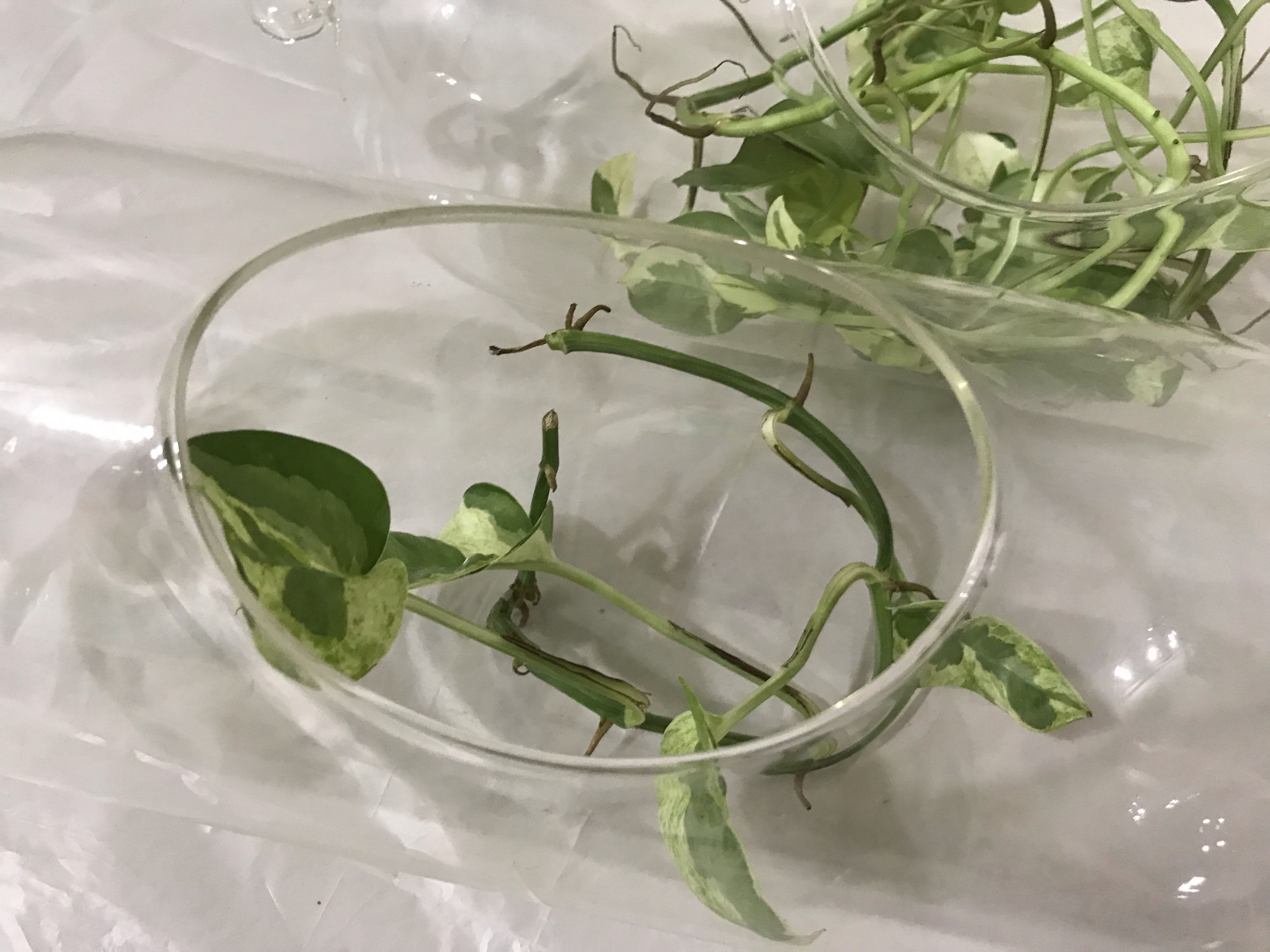 Glass capsules, Gardening, Pots & Planters on Carousell
