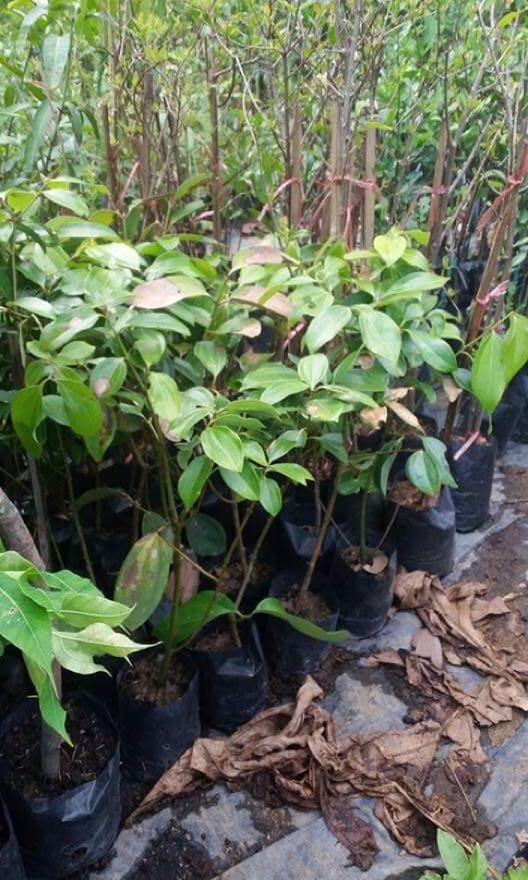 pokok kayu manis, Furniture & Home Living, Gardening, Gardening Tools ...