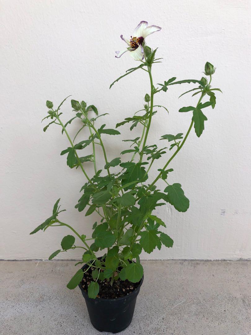 Venice Mallow Seeds| Hibiscus trionum, Gardening, Plants on Carousell