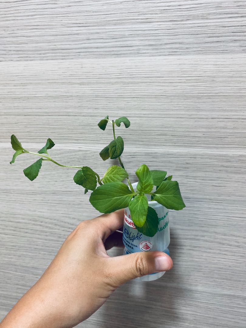 Japanese menthol (rooted), Furniture & Home Living, Gardening, Plants ...