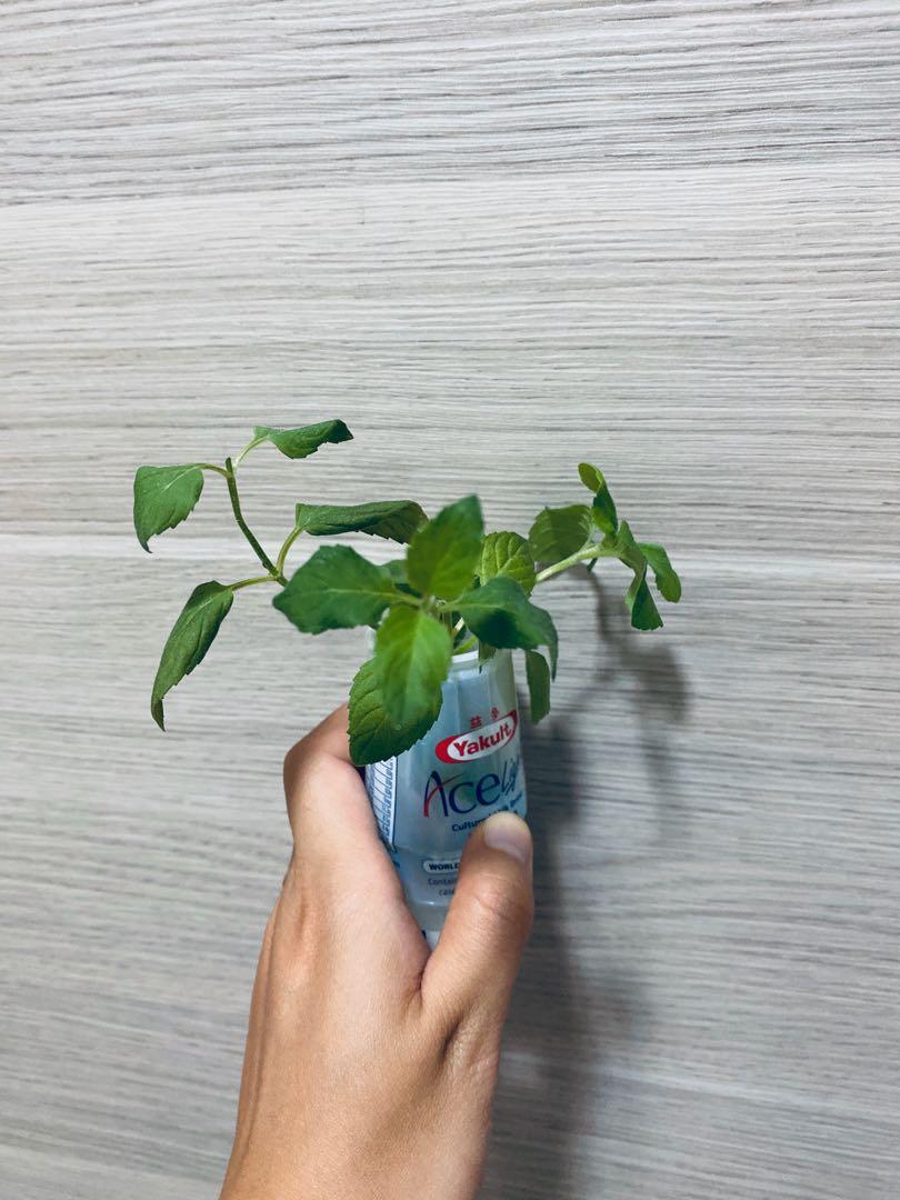 Japanese menthol (rooted), Furniture & Home Living, Gardening, Plants ...