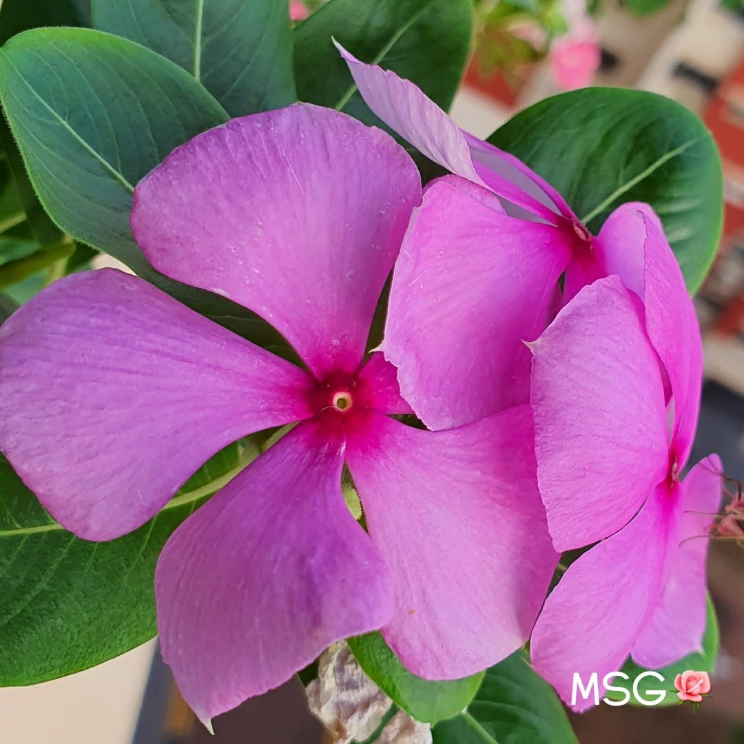 PINKISH PURPLE VINCA / PERIWINKLE SEEDS (Pack of 25 seeds), Furniture ...