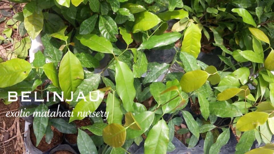 pokok belinjau, Furniture & Home Living, Gardening, Plants & Seeds on ...