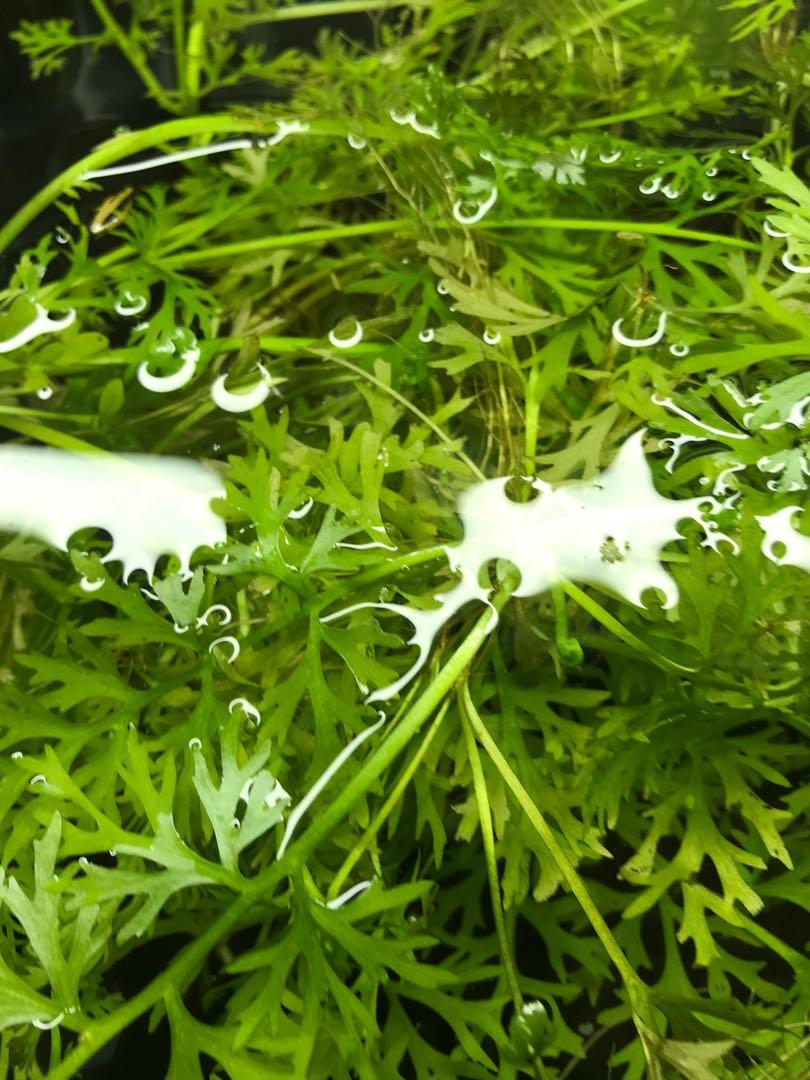Aquatic Plant - Water Sprite (Submerged form), Pet Supplies, For Fish ...