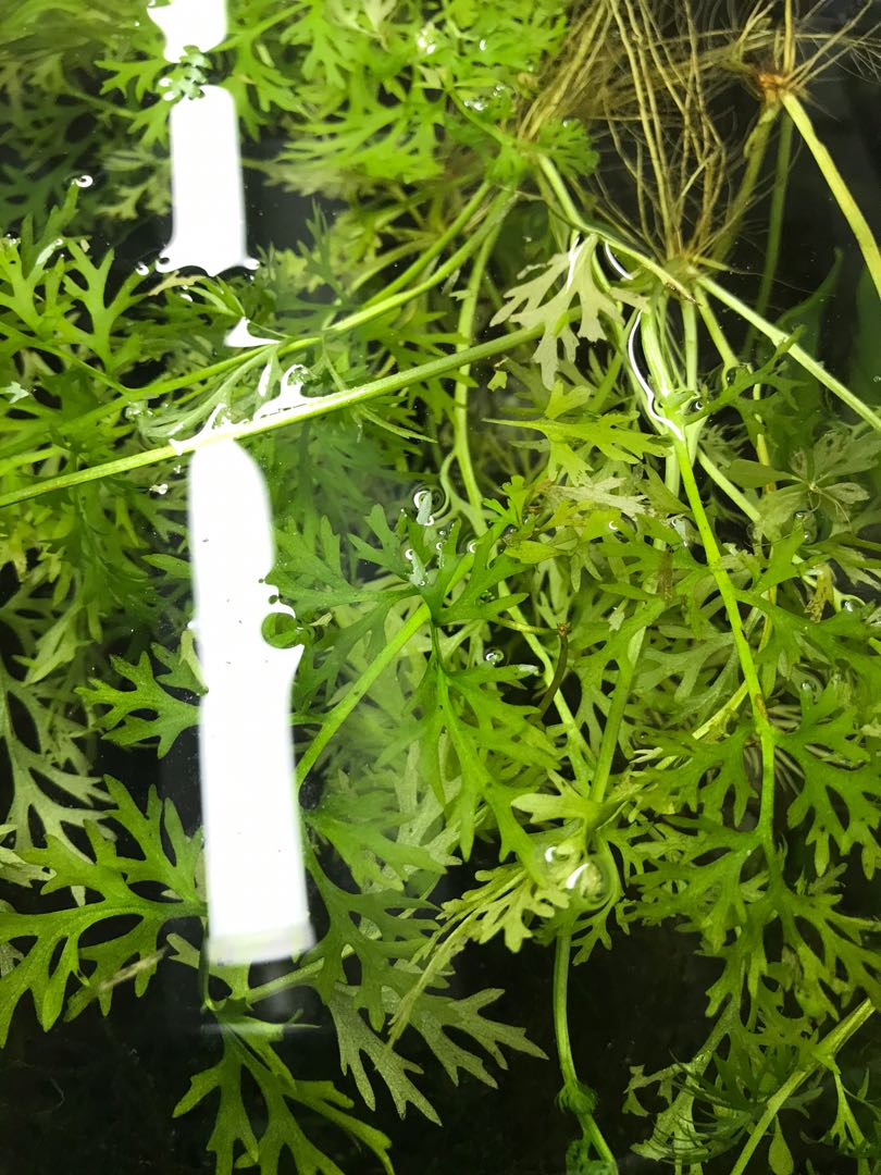 Aquatic Plant - Water Sprite (Submerged form), Pet Supplies, For Fish ...