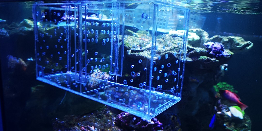 Fish isolation box, Pet Supplies, Homes & Other Pet Accessories on ...