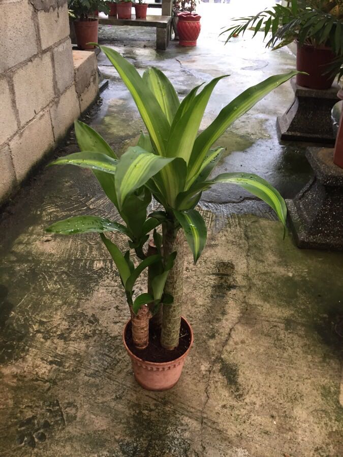 Dracena Fragrans, Furniture & Home Living, Gardening, Gardening Tools ...