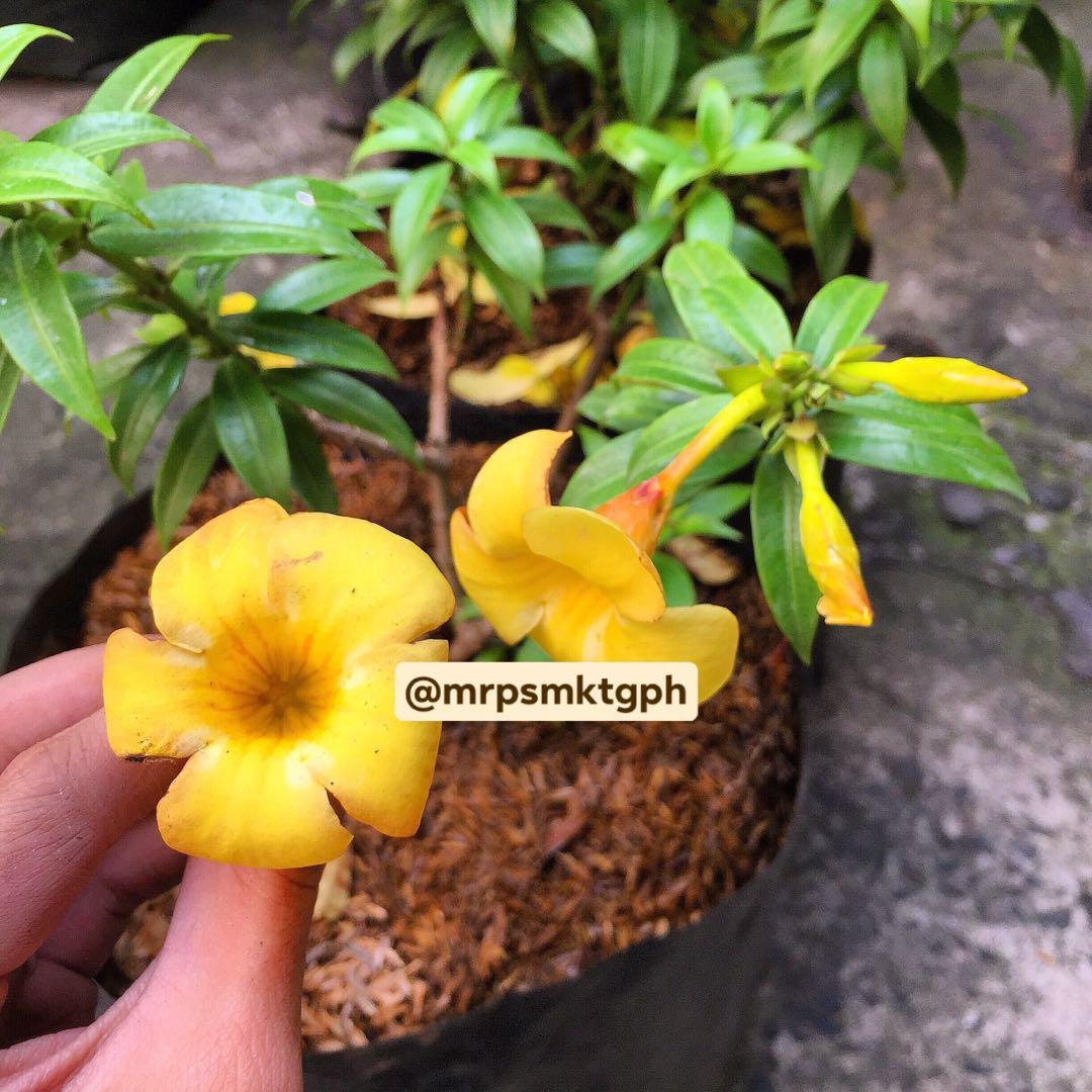 Dwarf yellow bell, Furniture & Home Living, Gardening, Plants & Seeds ...