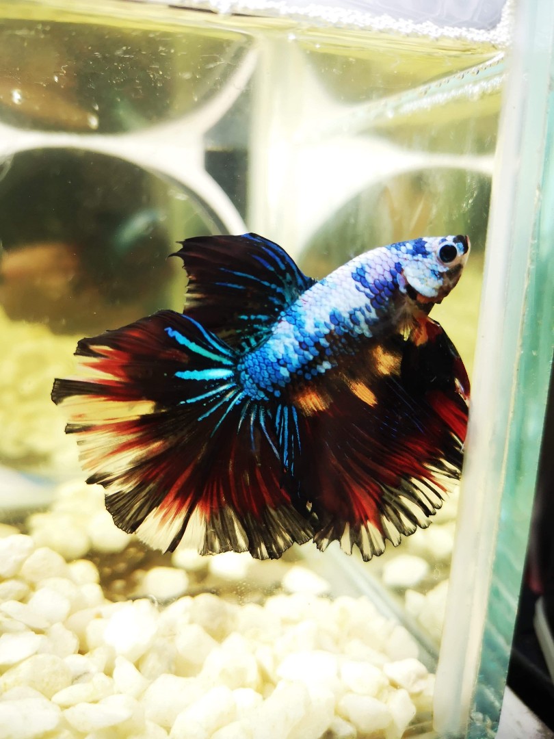 Betta fish from Thailand, Pet Supplies, Homes & Other Pet Accessories ...