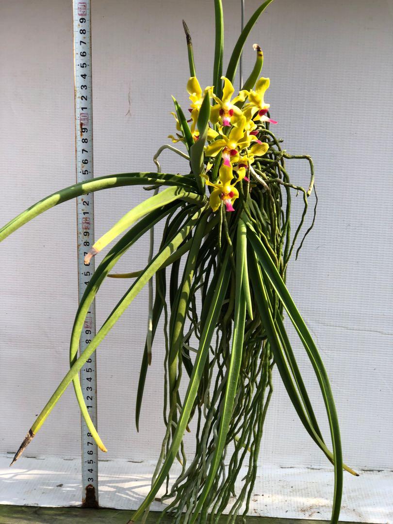 Orchids,sweetara Wong yit hoe (fragrance flowers), Furniture & Home ...