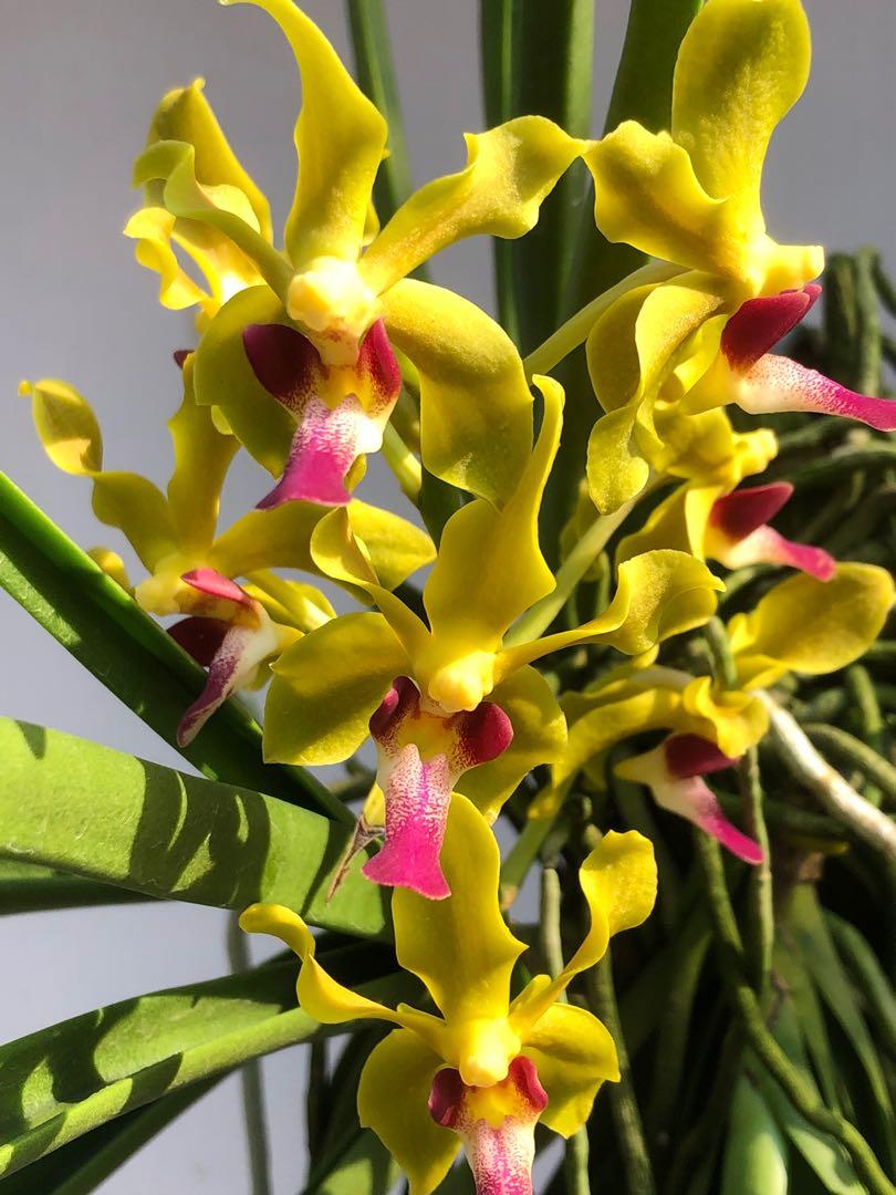 Orchids,sweetara Wong yit hoe (fragrance flowers), Furniture & Home ...