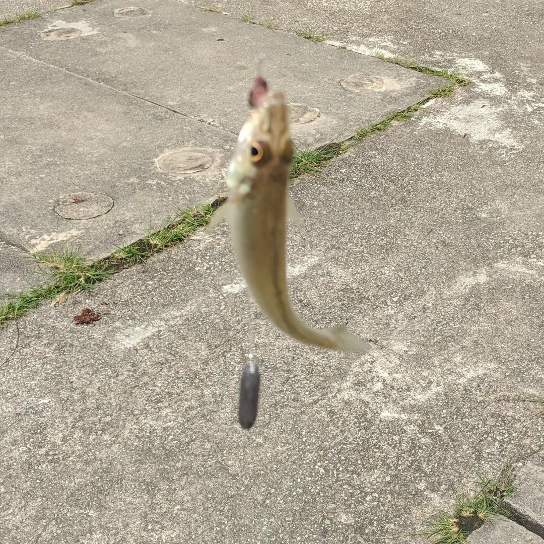 Sand Whiting - Pasir2 - Bolos - Swa Chiam Fishing Rig x CAST&CATCH ...