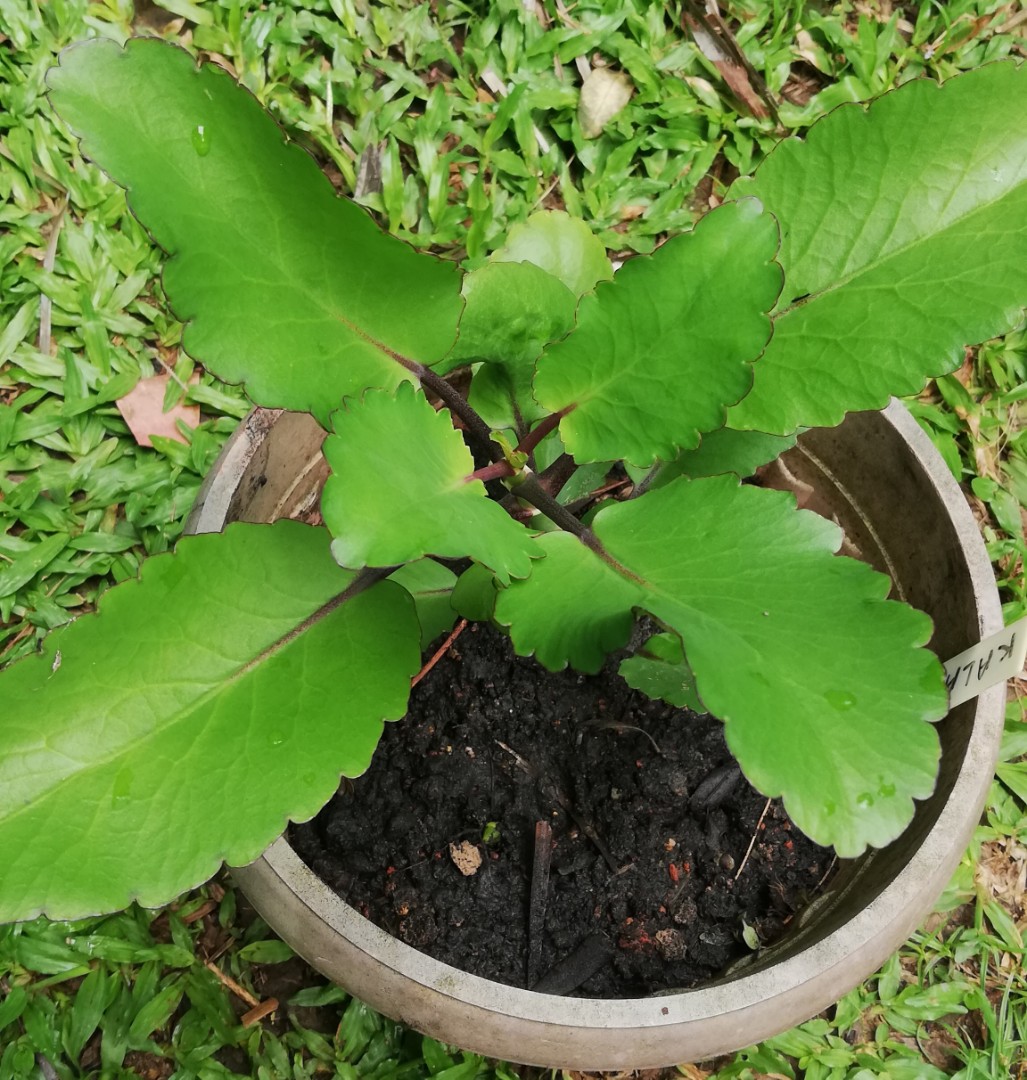 Kalanchoe pinnata, Setawar padand, Sedingin, Kerencong, Daun Setawar ...