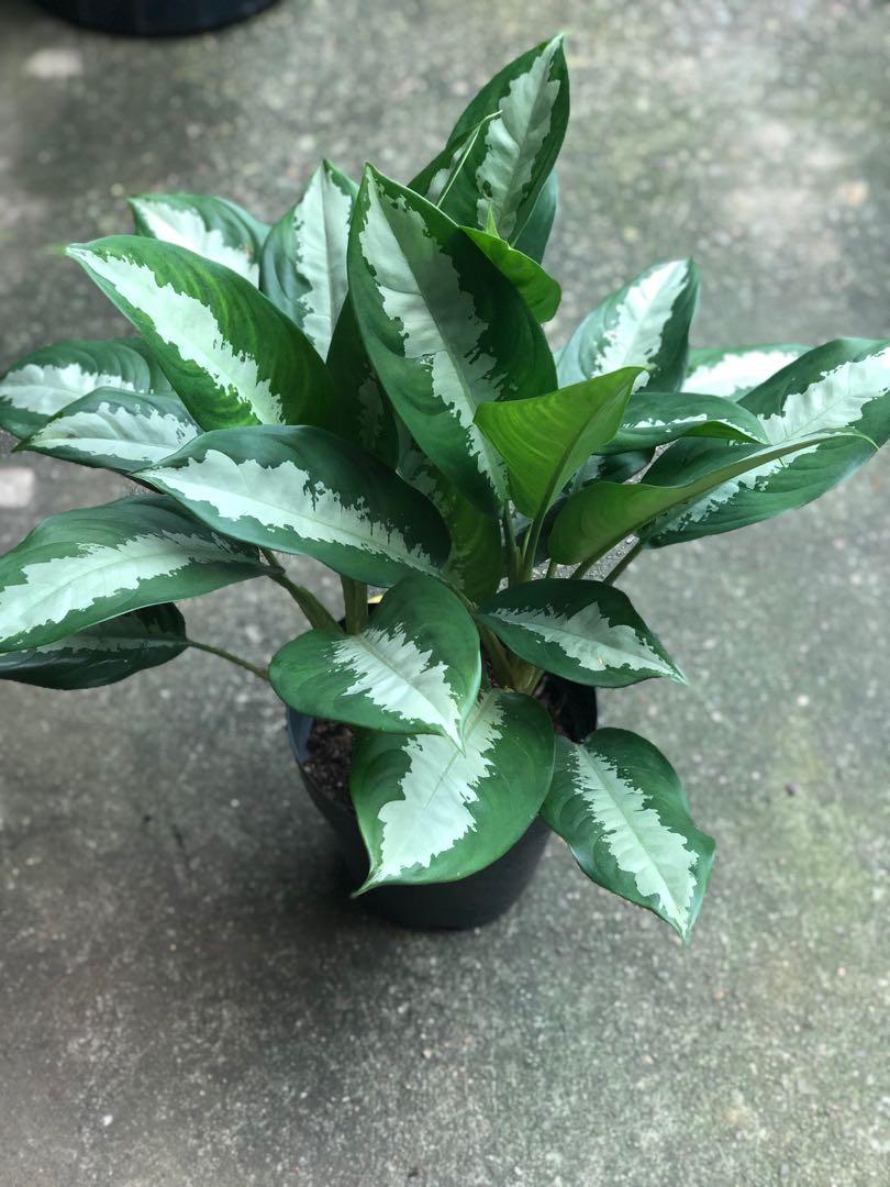 Aglaonema Pattaya Beauty, Furniture & Home Living, Gardening, Plants ...