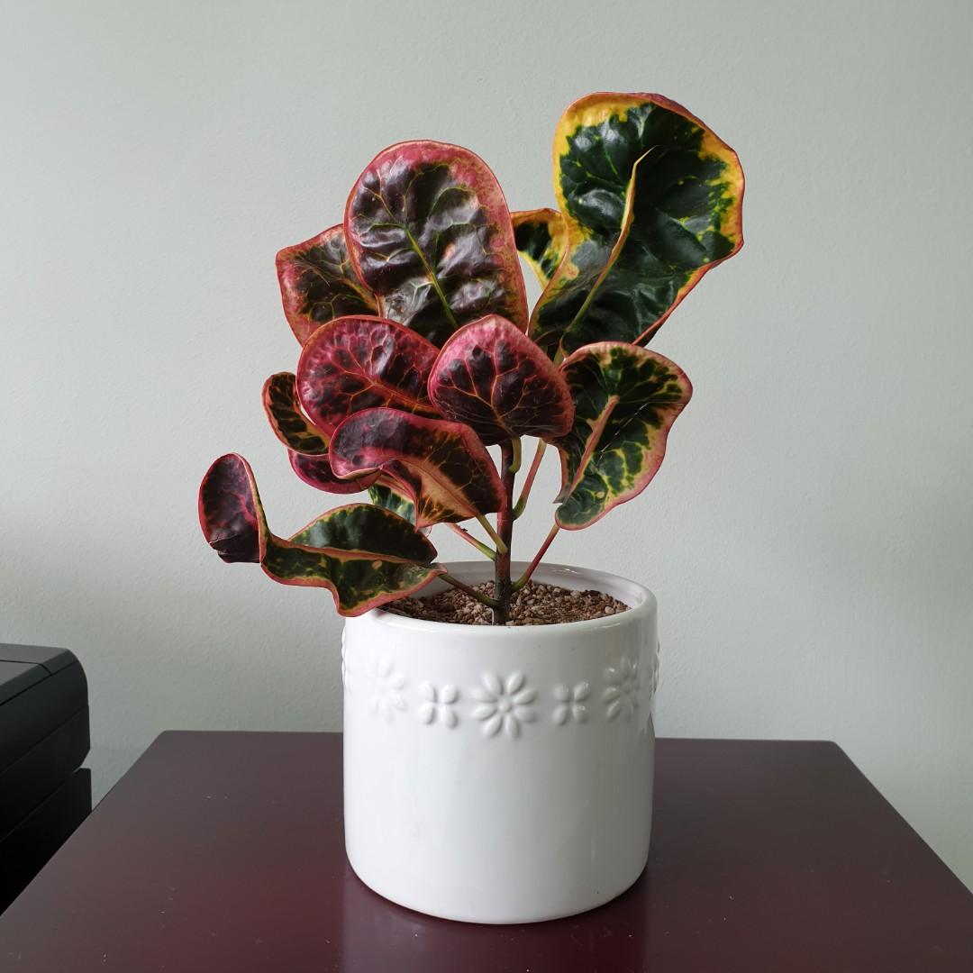 Croton Red Apple #croton #crotonredapple #crotons #plantas , 50% OFF