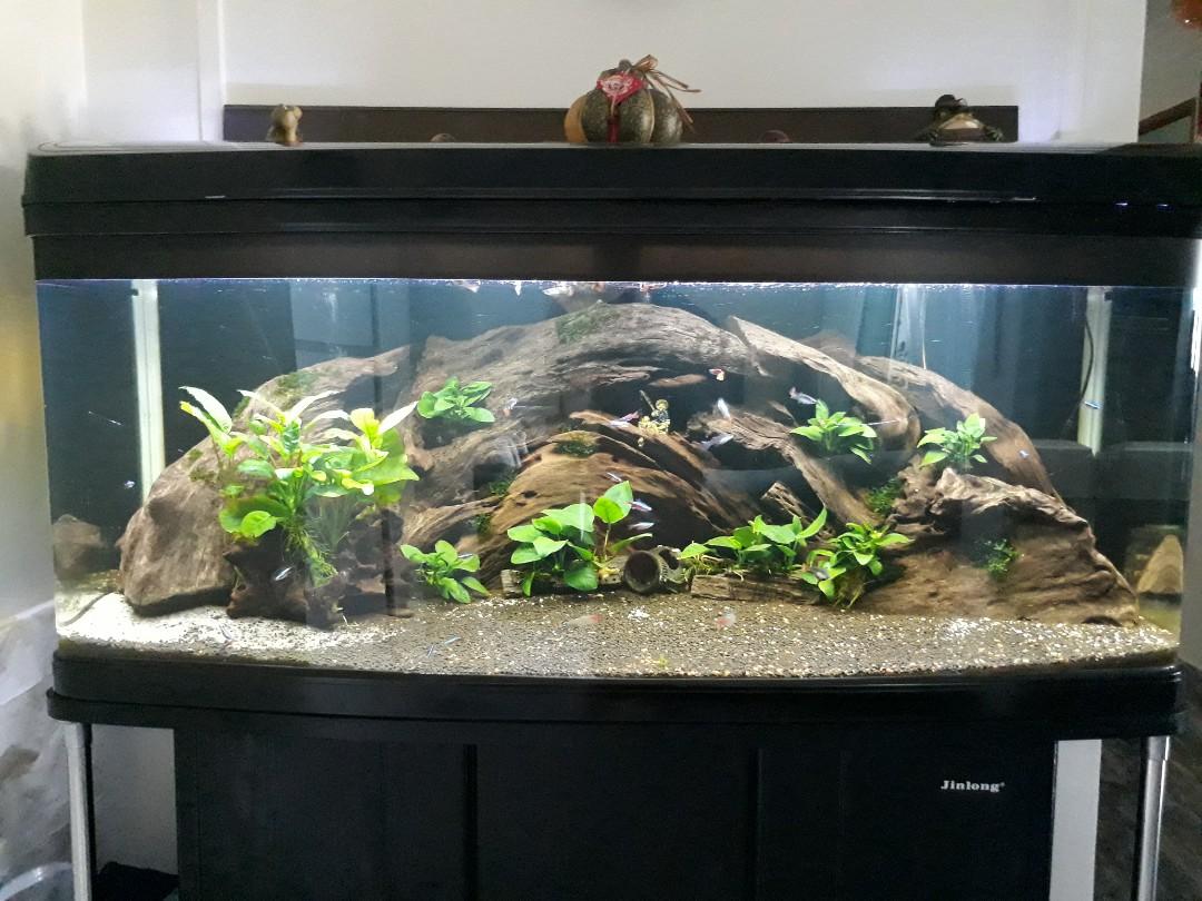 Fish Tank Curve Set, Pet Supplies, Homes & Other Pet Accessories on ...