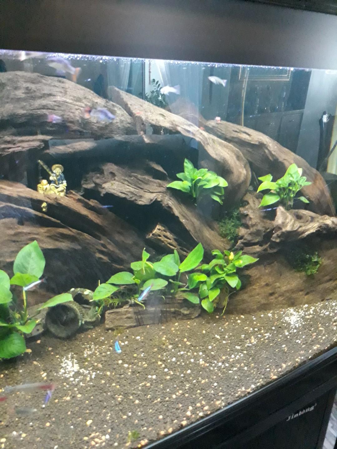 Fish Tank Curve Set, Pet Supplies, Homes & Other Pet Accessories on ...