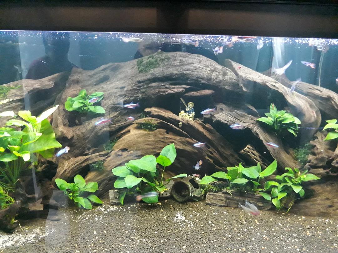 Fish Tank Curve Set, Pet Supplies, Homes & Other Pet Accessories on ...