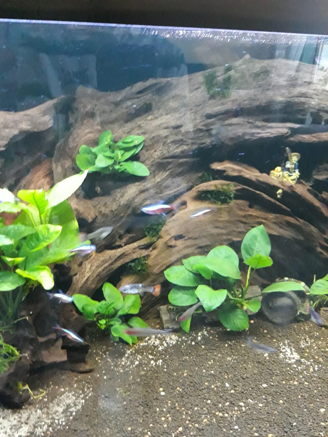 Fish Tank Curve Set, Pet Supplies, Homes & Other Pet Accessories on ...