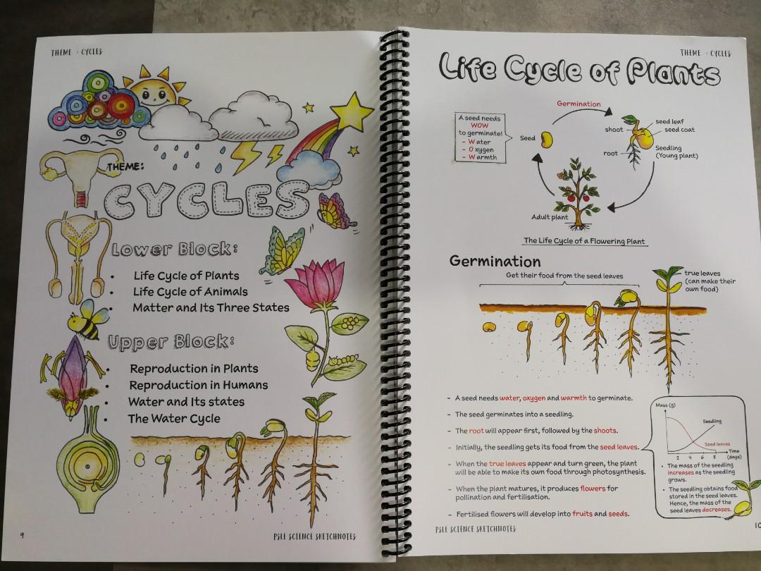 PSLE Science Sketchnotes, Hobbies & Toys, Books & Magazines, Assessment ...
