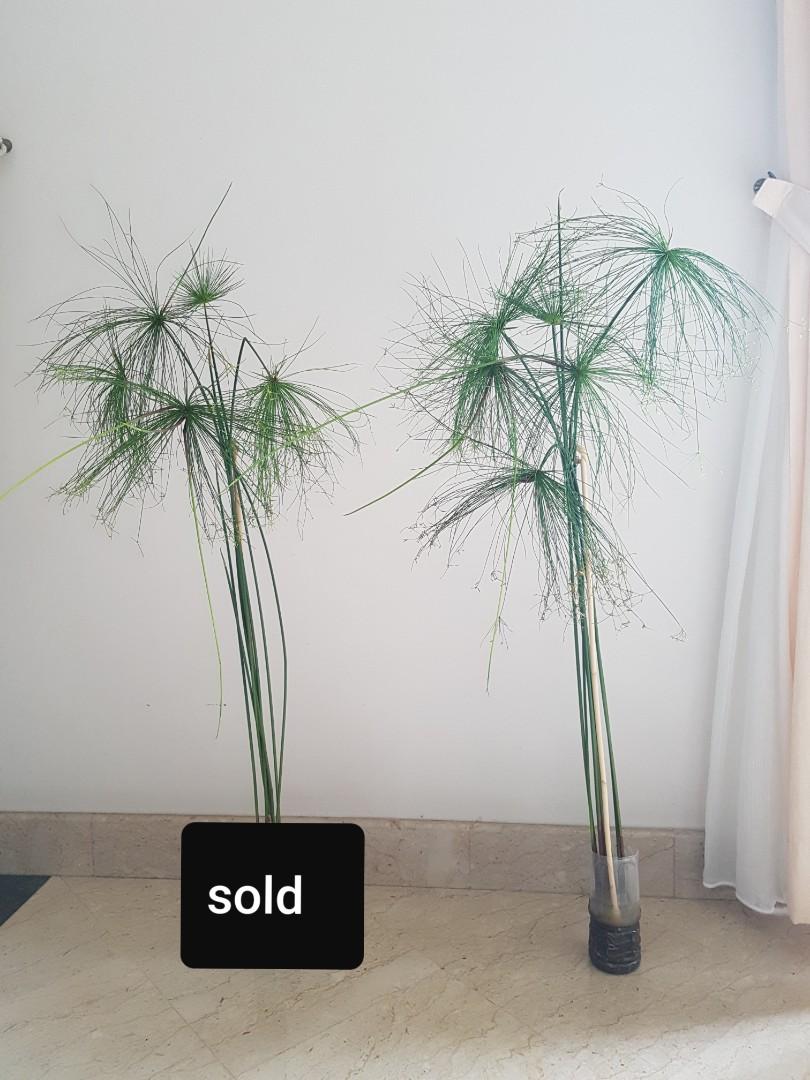 Dwarf Cyperus Papyrus (aquatic plant), Furniture & Home Living ...