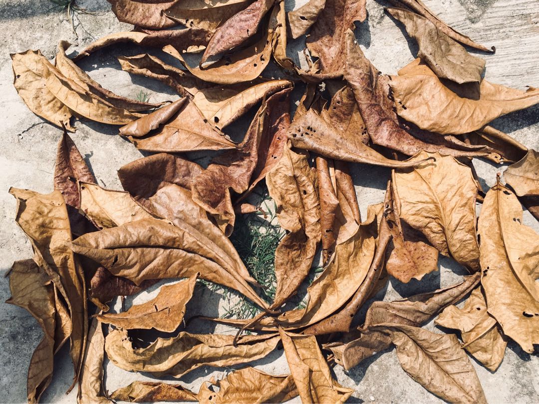 150pcs Talisay / Indian Almond Leaves, Pet Supplies, Homes & Other Pet ...