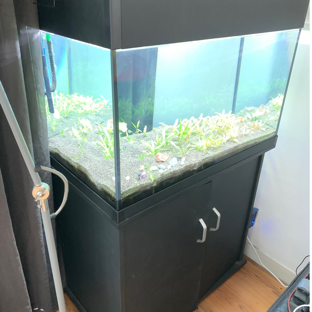 2.5 feet fish tank, Pet Supplies, Homes & Other Pet Accessories on ...