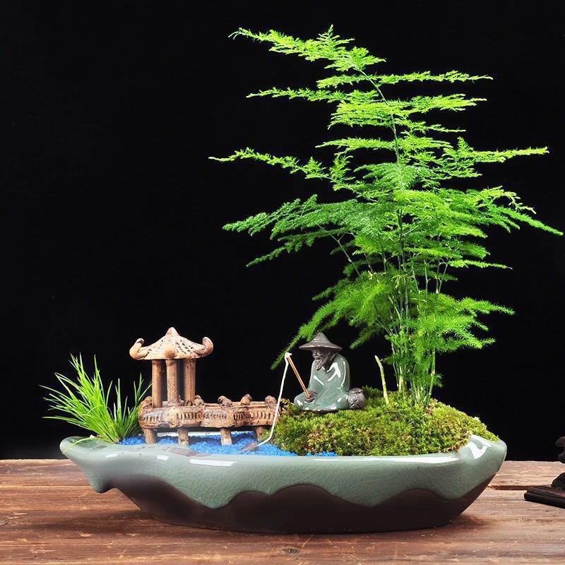 Bonsai: Asparagus Fern In Unique Pot| Indoor Bonsai, Furniture & Home ...
