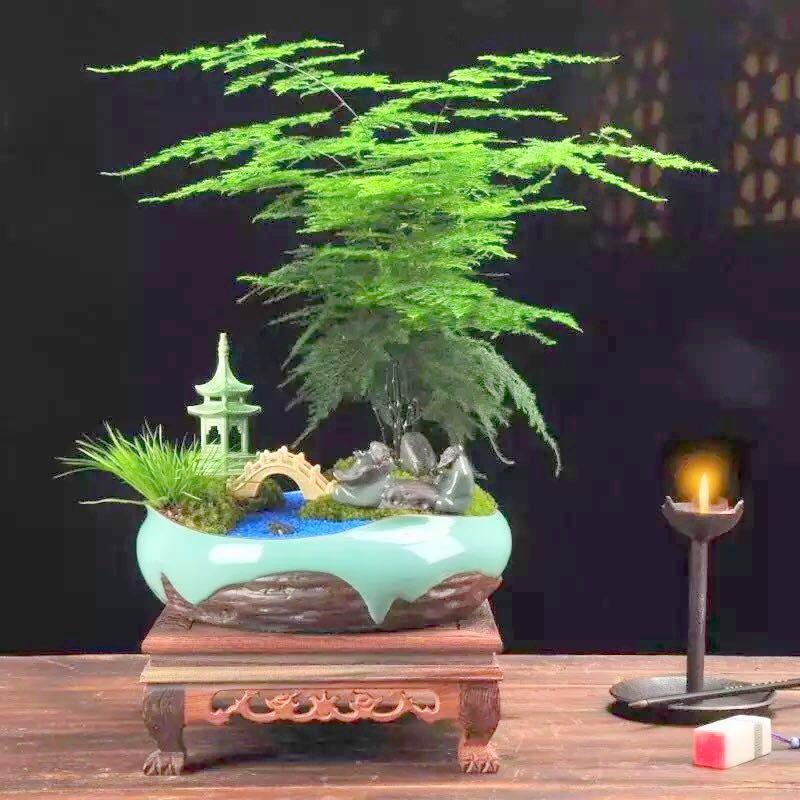 Bonsai: Asparagus Fern In Unique Pot| Indoor Bonsai, Furniture & Home ...