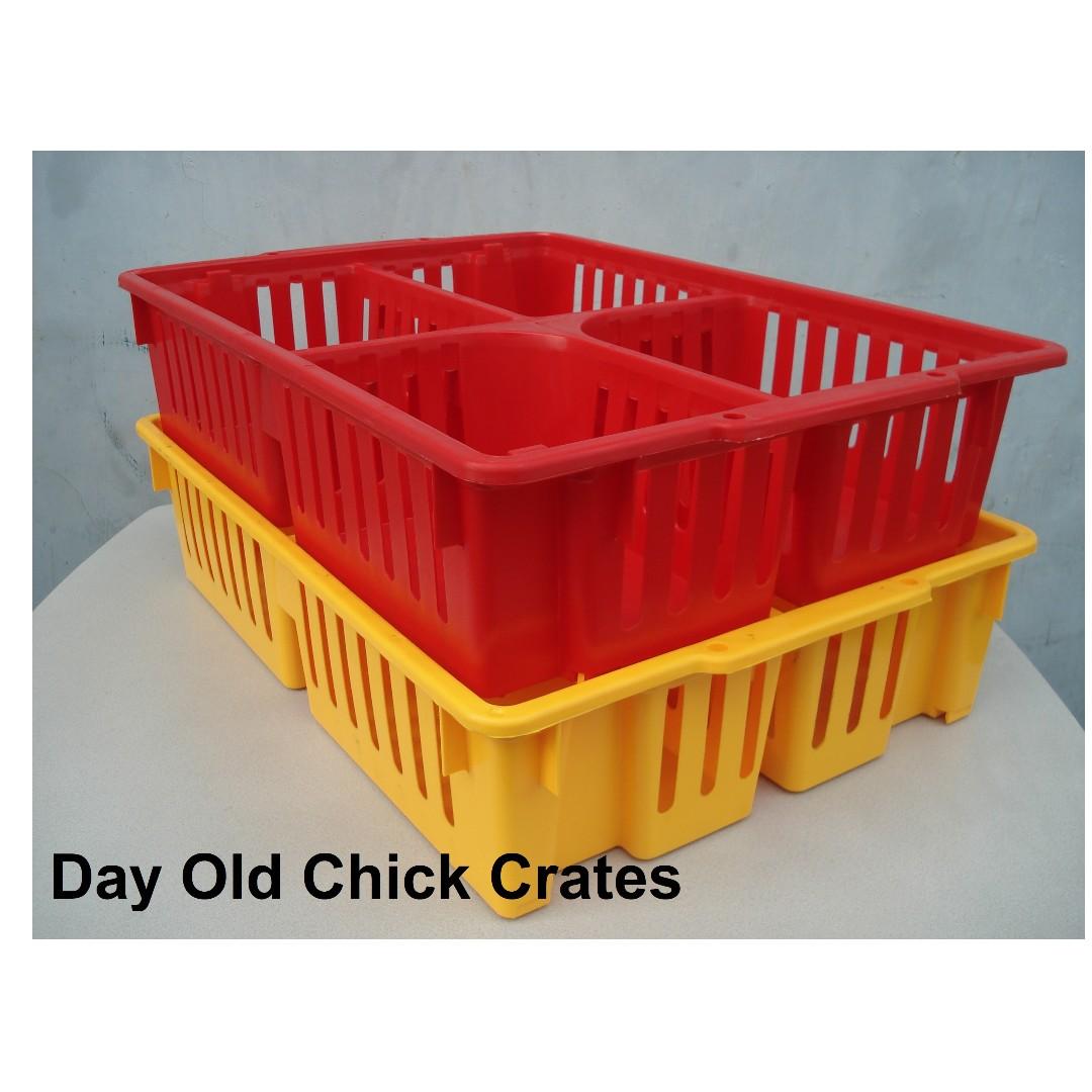 Day Old Chick Crate, Pet Supplies, Homes & Other Pet Accessories on ...