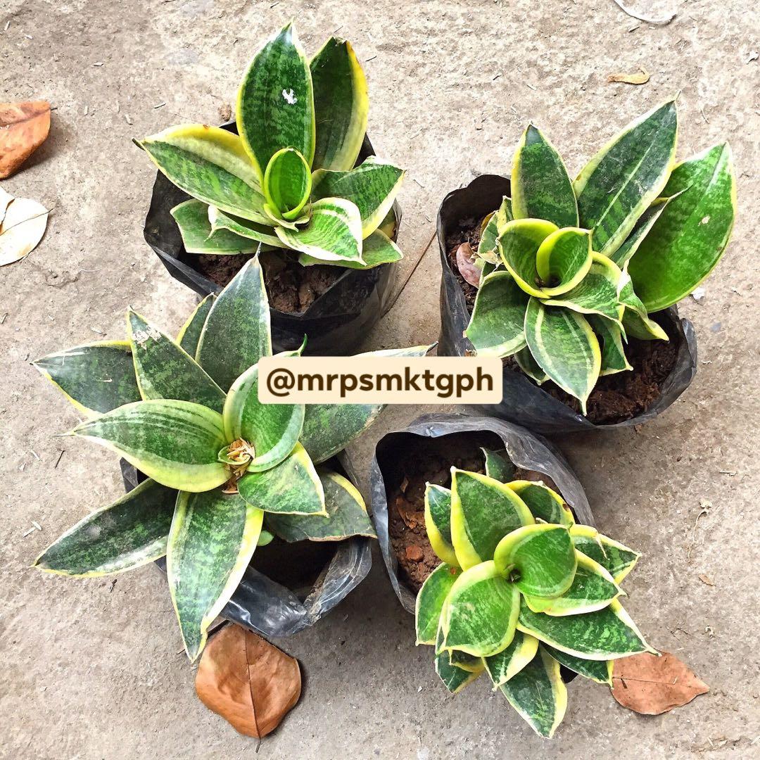 Dwarf Snake Plant, Furniture & Home Living, Gardening, Plants & Seeds ...