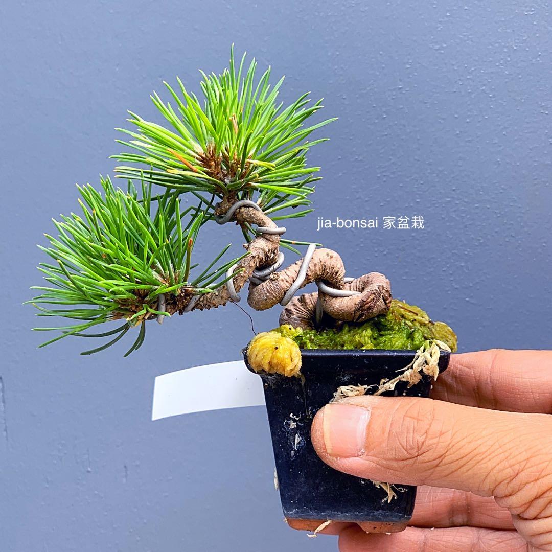 Japanese MAME Black Pine Bonsai, Furniture & Home Living, Gardening ...