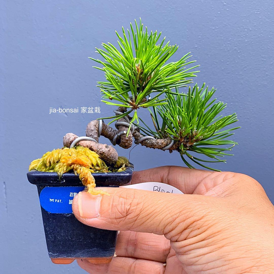 Japanese MAME Black Pine Bonsai, Furniture & Home Living, Gardening ...