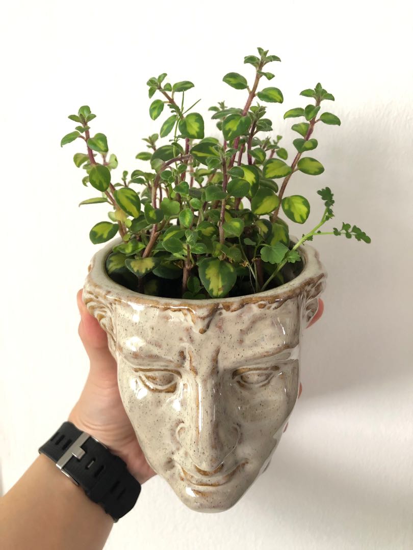 Columnea hirta (light prince / goldfish plant), Furniture & Home Living ...