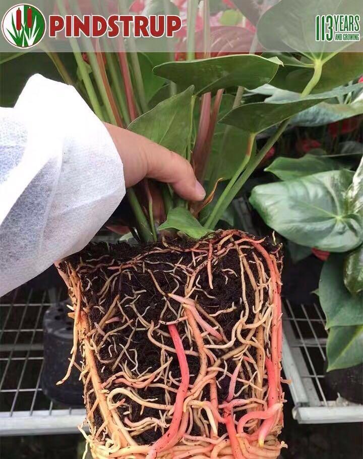 Peat moss, Moss peat, substrate, soil: from Denmark, gardening, plants ...