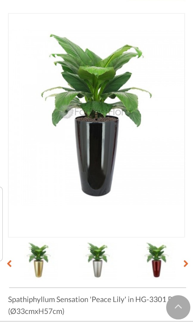 Black Plantplus pot (self-watering) pot from Far East Flora Garden ...