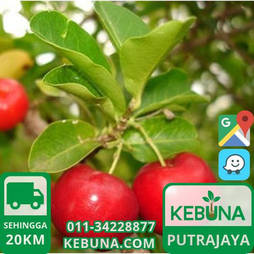 Anak Pokok Ceri Barbados Putrajaya - Cherry Acerola Plant, Furniture ...