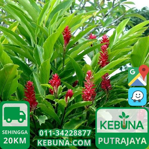 Anak Pokok Halia Bara Putrajaya - Red Ginger Plant, Furniture & Home ...