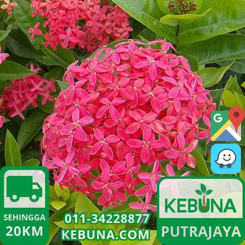 Anak Pokok Jejarum Putrajaya - Ixora Plant, Furniture & Home Living ...