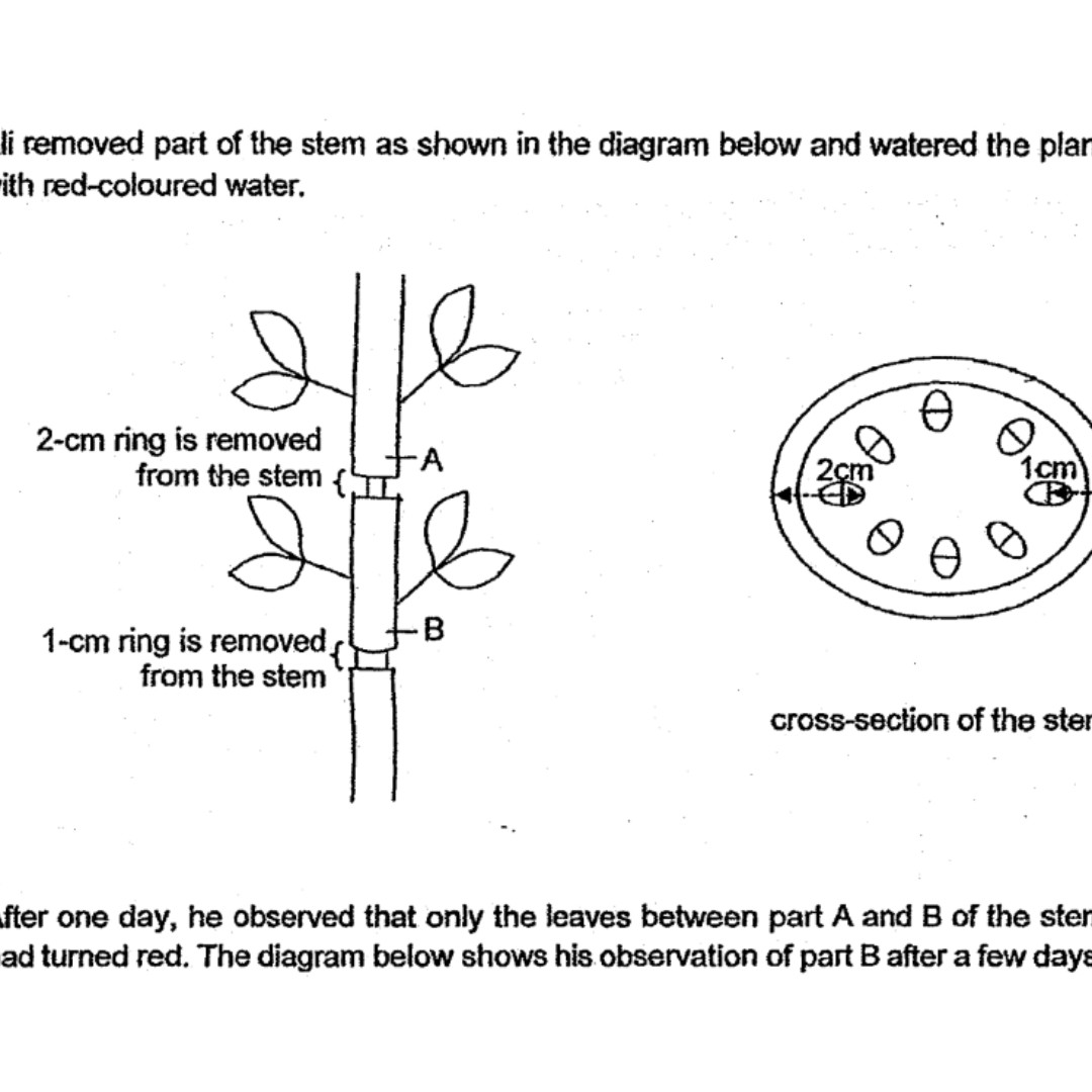 P5/P6 PSLE Science Compiled Practices, Hobbies & Toys, Books ...