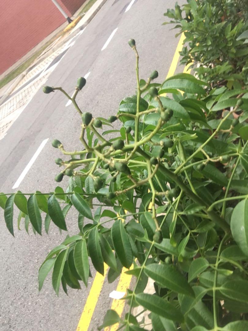 Ba long long with fruits, Furniture & Home Living, Home Decor ...