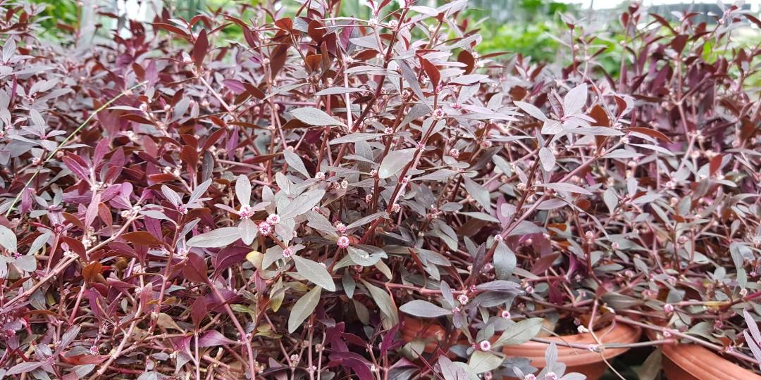 Herb plant - Alternanthera sessilis 'Red' / Red carpet weed 红田乌 (23cm ...