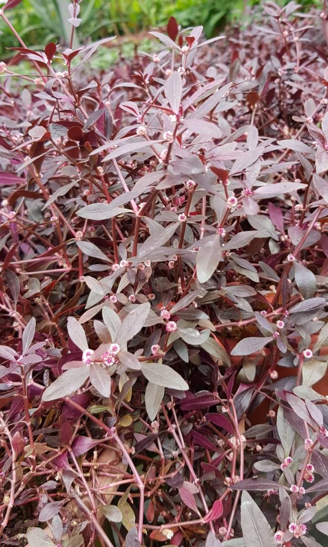 Herb plant - Alternanthera sessilis 'Red' / Red carpet weed 红田乌 (23cm ...