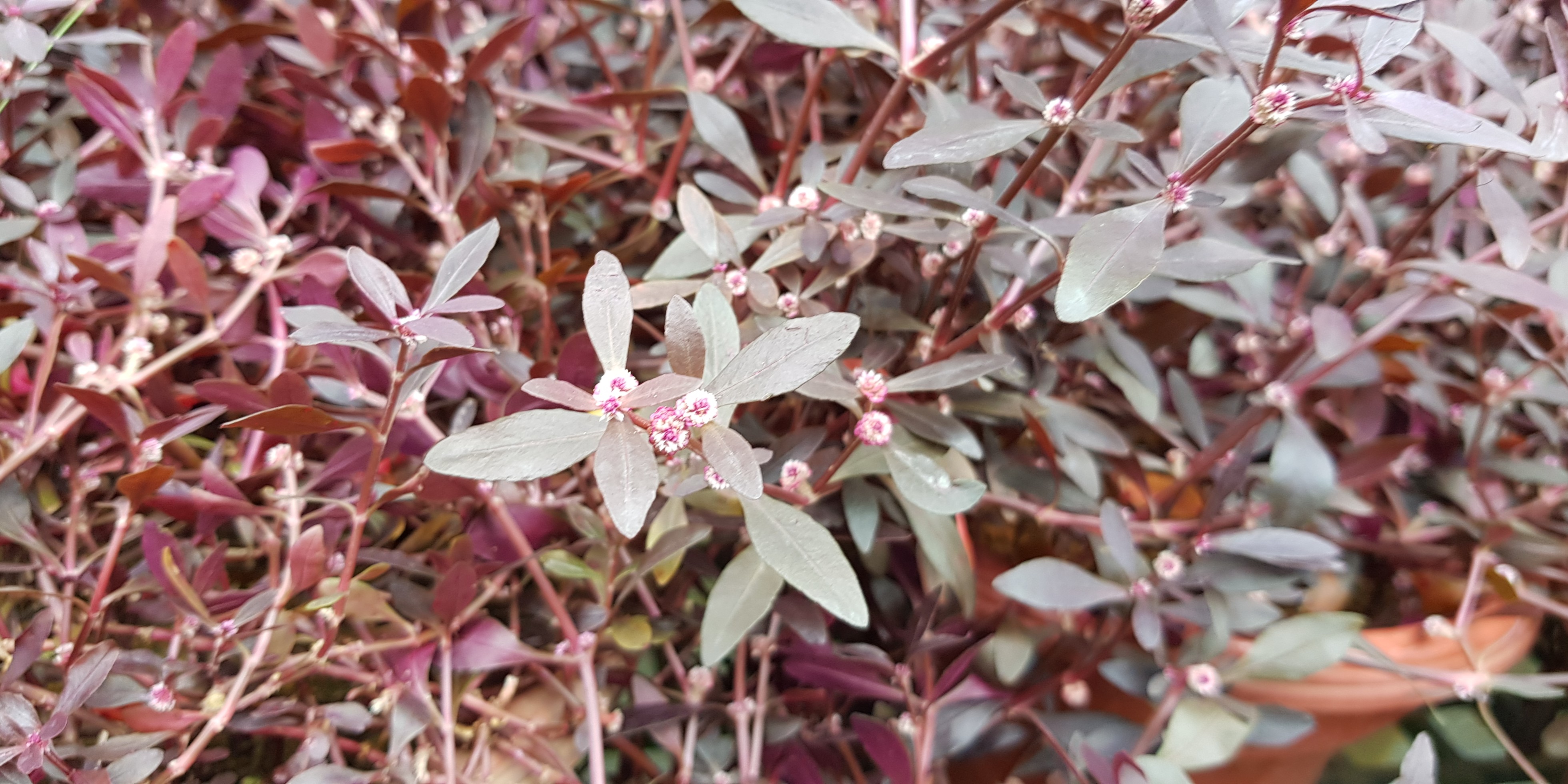 Herb plant - Alternanthera sessilis 'Red' / Red carpet weed 红田乌 (23cm ...