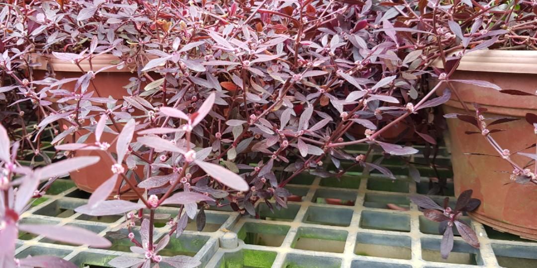 Herb plant - Alternanthera sessilis 'Red' / Red carpet weed 红田乌 (23cm ...