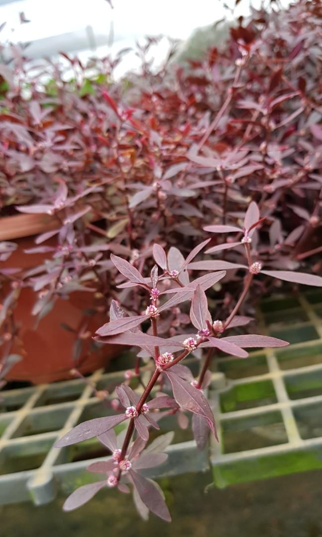 Herb plant - Alternanthera sessilis 'Red' / Red carpet weed 红田乌 (23cm ...