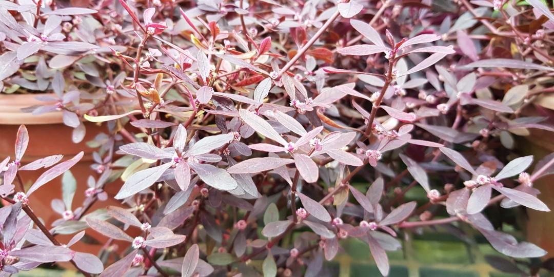 Herb plant - Alternanthera sessilis 'Red' / Red carpet weed 红田乌 (23cm ...