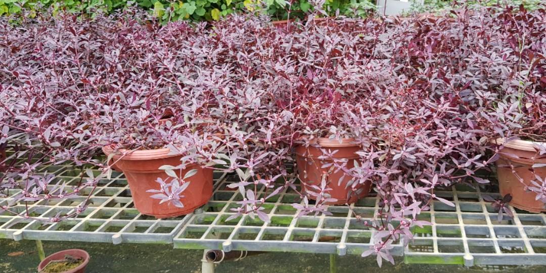 Herb plant - Alternanthera sessilis 'Red' / Red carpet weed 红田乌 (23cm ...